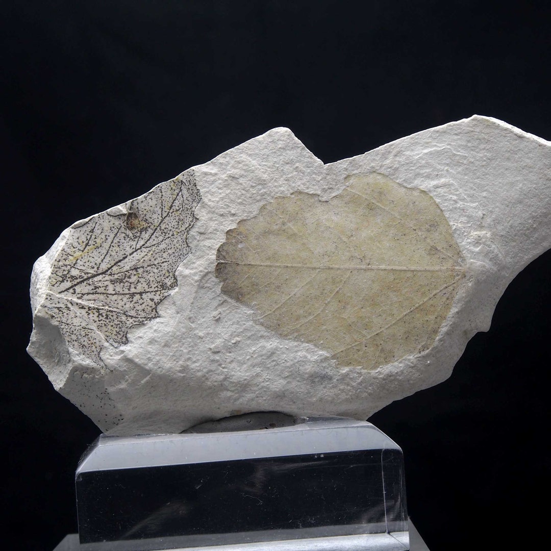 X PLANT FOSSIL, Age: Neogene, Miocene Erdőbénye, Zemplin Mountains ...