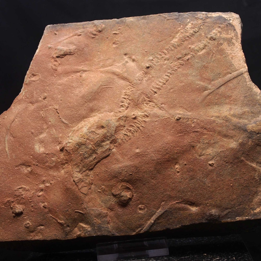 X CRUZIANA, RYSOPHICUS Trilobite TRACE Fossil - Age: Upper Ordovician East of Erfoud Morocco ...