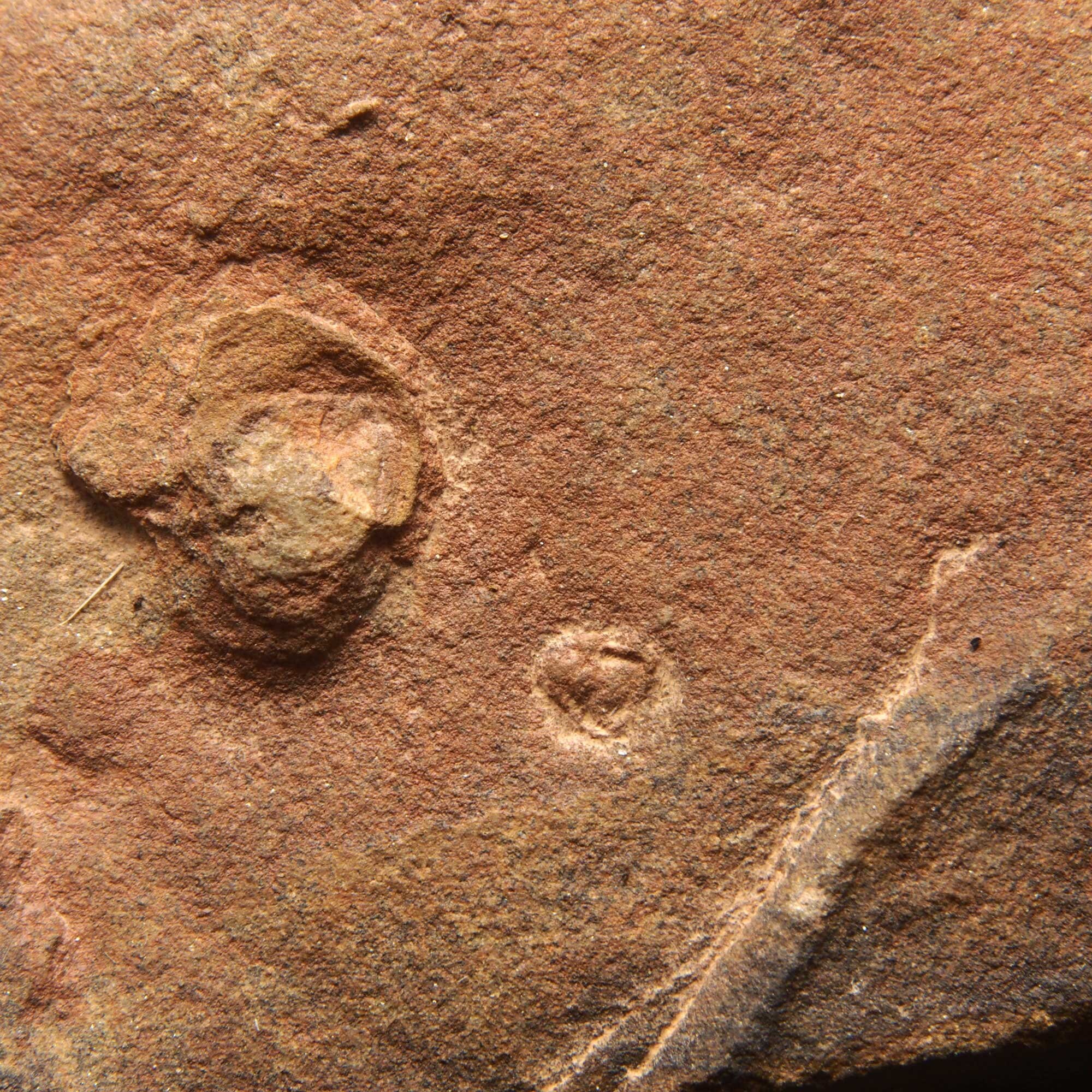 X CRUZIANA, RYSOPHICUS Trilobite TRACE Fossil Age: Upper Ordovician ...