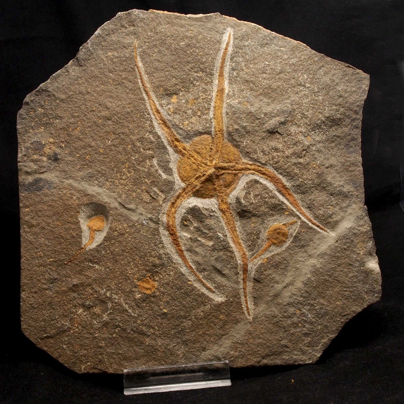 X BRITTLE STAR Age: Upper Ordovician, Katian Stage El Kaid Rami Morocco ...