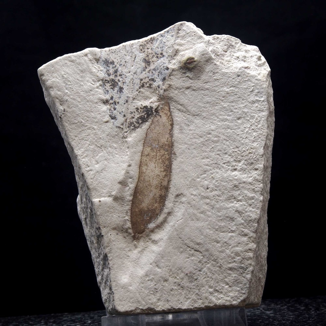 X PLANT FOSSIL, Age: Neogene, Miocene Erdőbénye, Zemplin Mountains ...