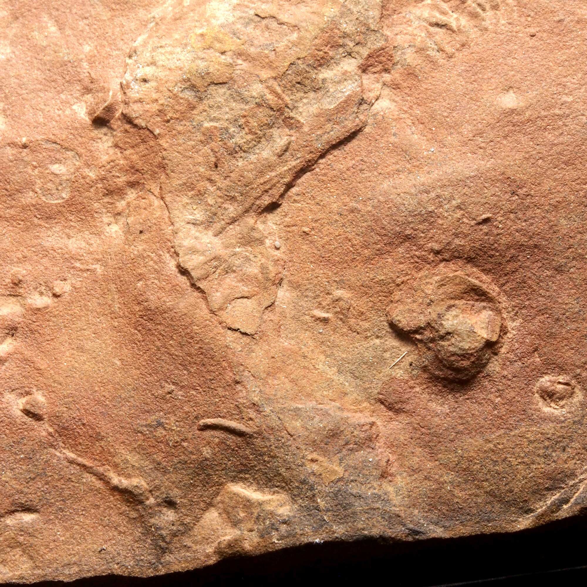X CRUZIANA, RYSOPHICUS Trilobite TRACE Fossil Age: Upper Ordovician ...