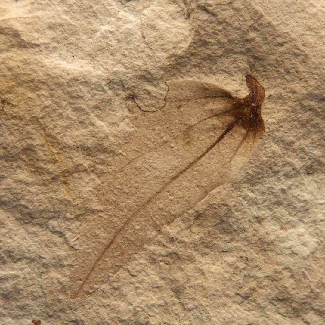 X PLANT FOSSIL, Age: Neogene, Miocene Erdőbénye, Zemplin Mountains ...