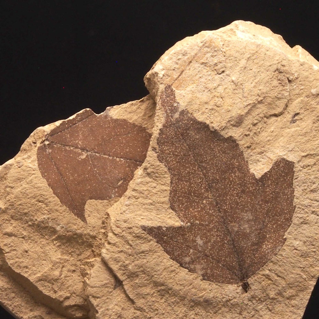 X PLANT FOSSIL - Acer Tricuspidatum - Neogene - Doly Bilina - Czech ...