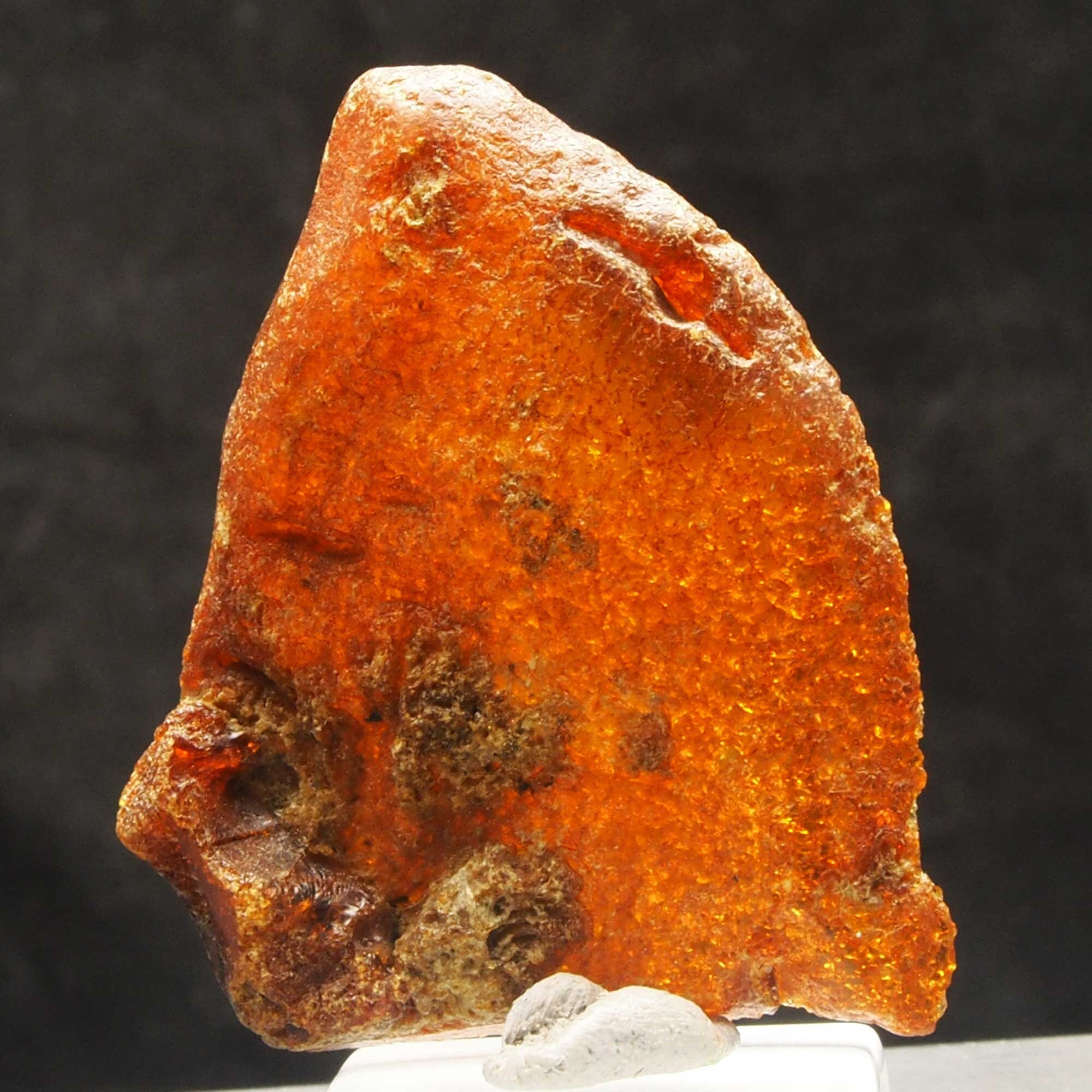X BALTIC AMBER- Paleogene, Eocene - Baltic Sea - POLAND - Etsy
