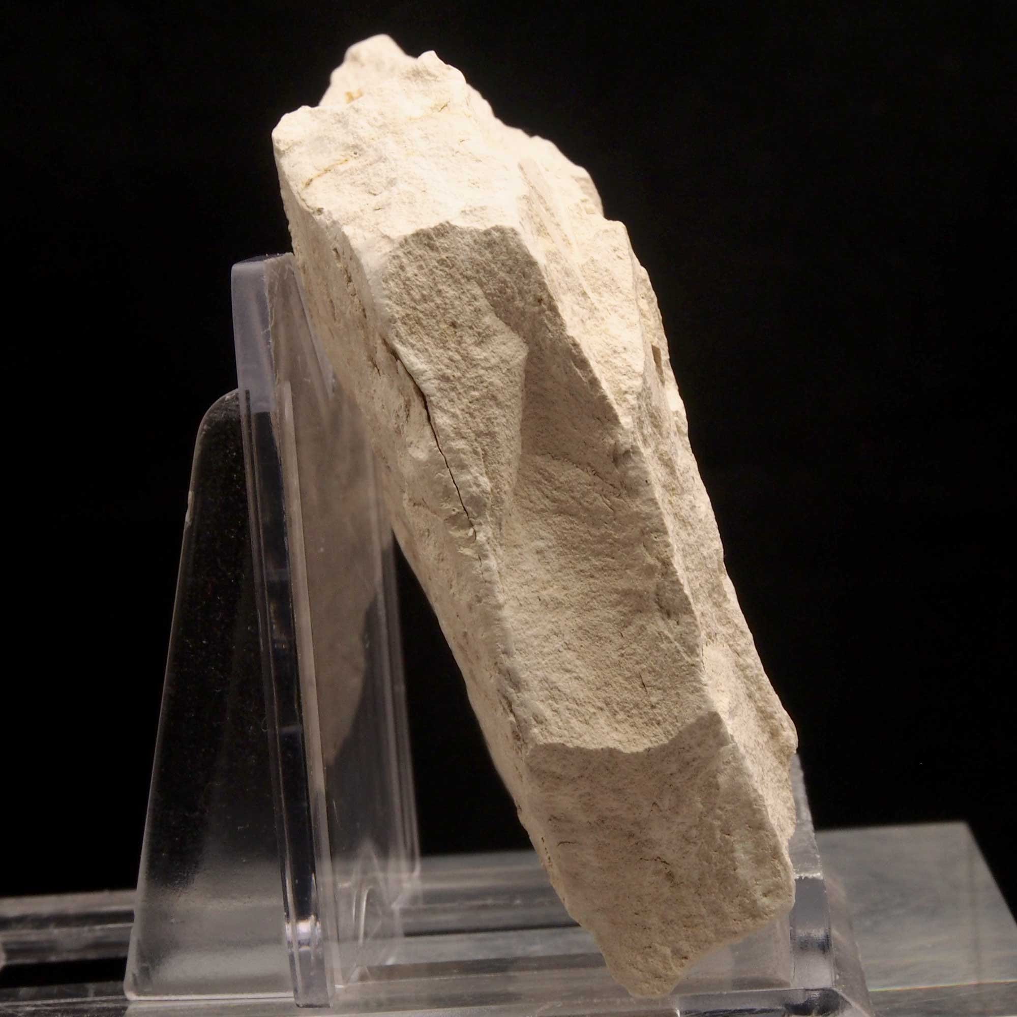 X PLANT FOSSIL, Age: Neogene, Miocene Erdőbénye, Zemplin Mountains ...