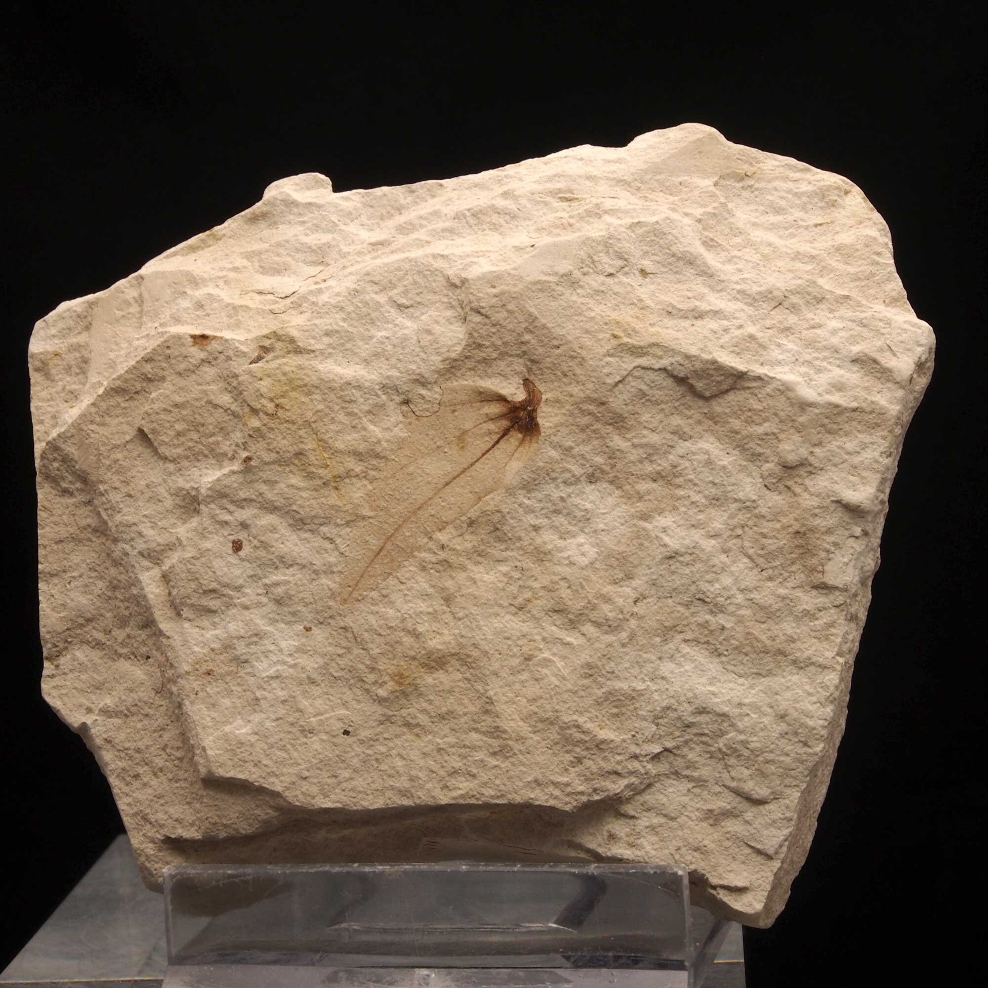 X PLANT FOSSIL, Age: Neogene, Miocene Erdőbénye, Zemplin Mountains ...