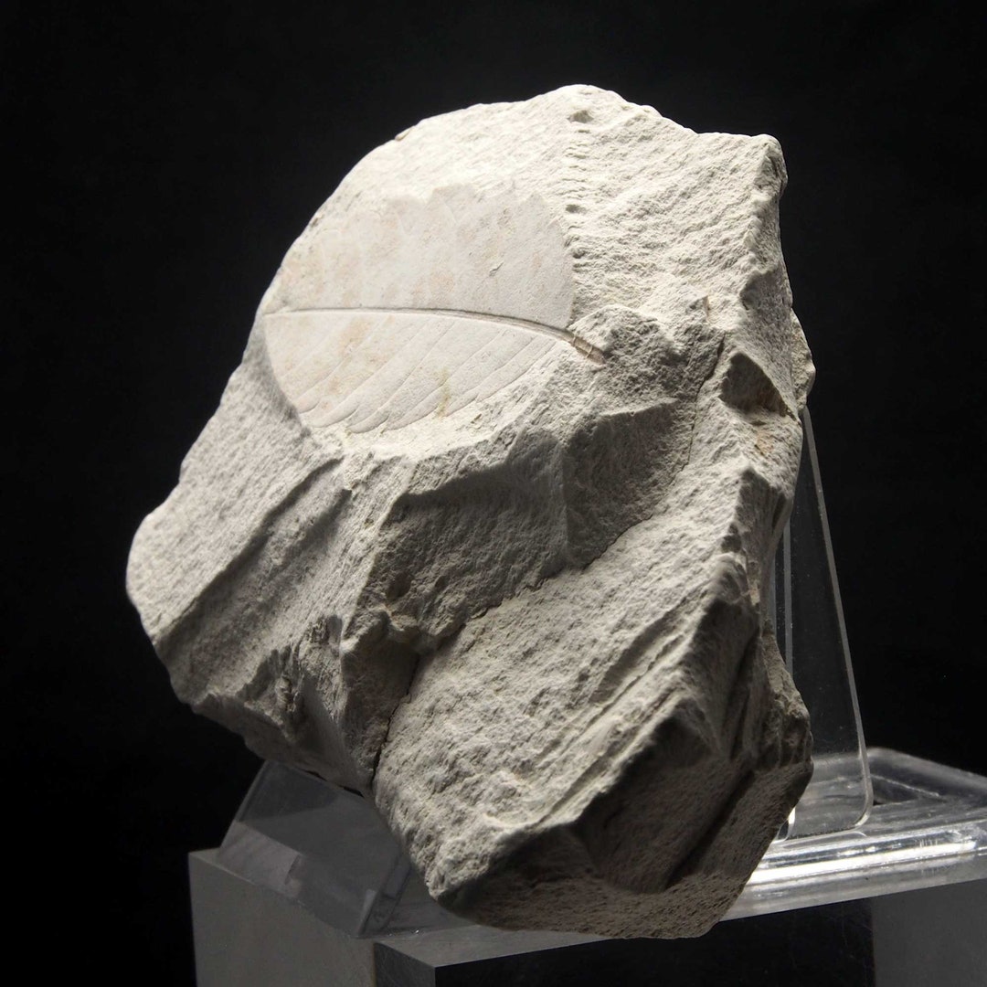 X PLANT FOSSIL, Age: Neogene, Miocene Erdőbénye, Zemplin Mountains ...