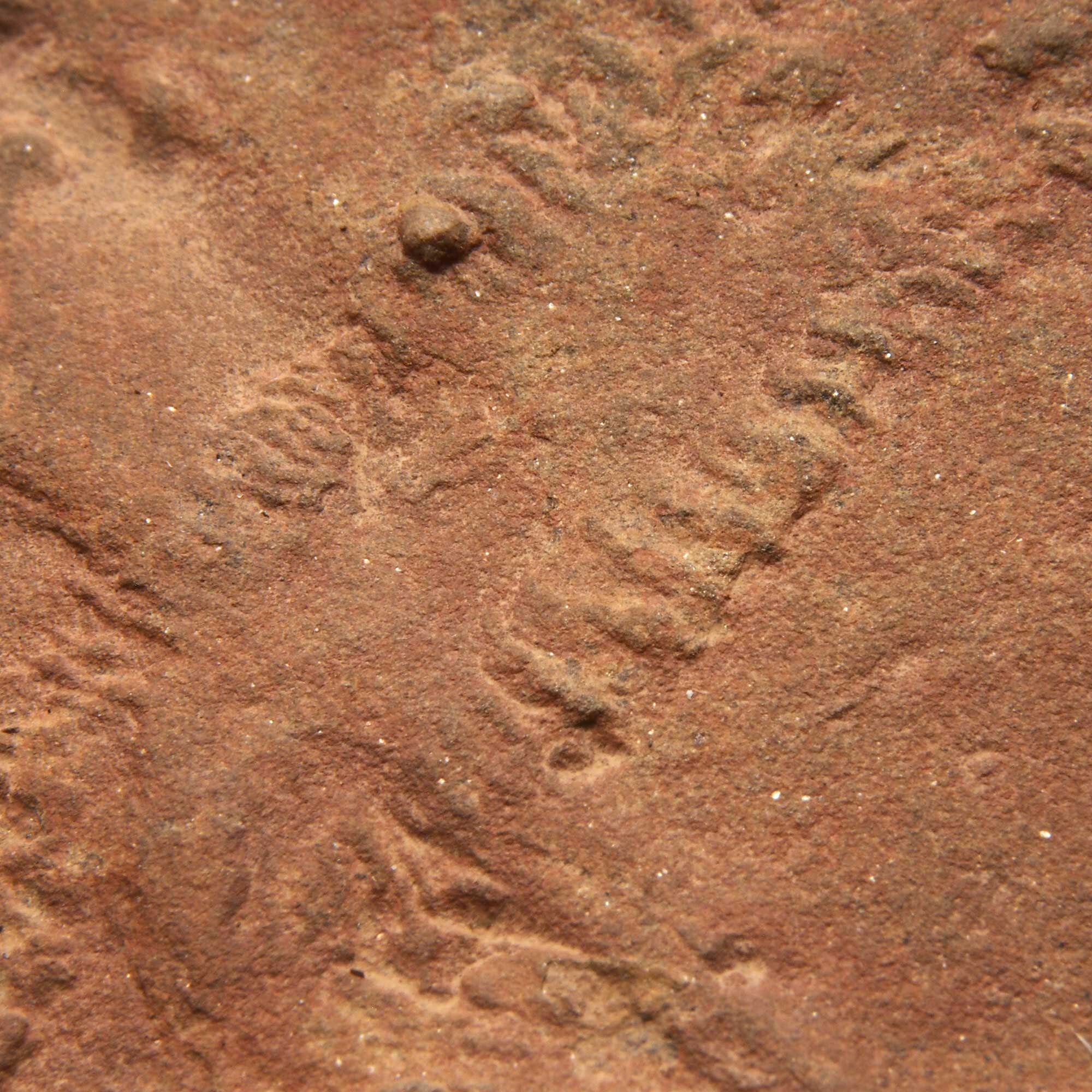 X CRUZIANA, RYSOPHICUS Trilobite TRACE Fossil - Age: Upper Ordovician ...