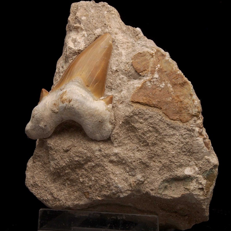 Shark Vertebrae - Etsy