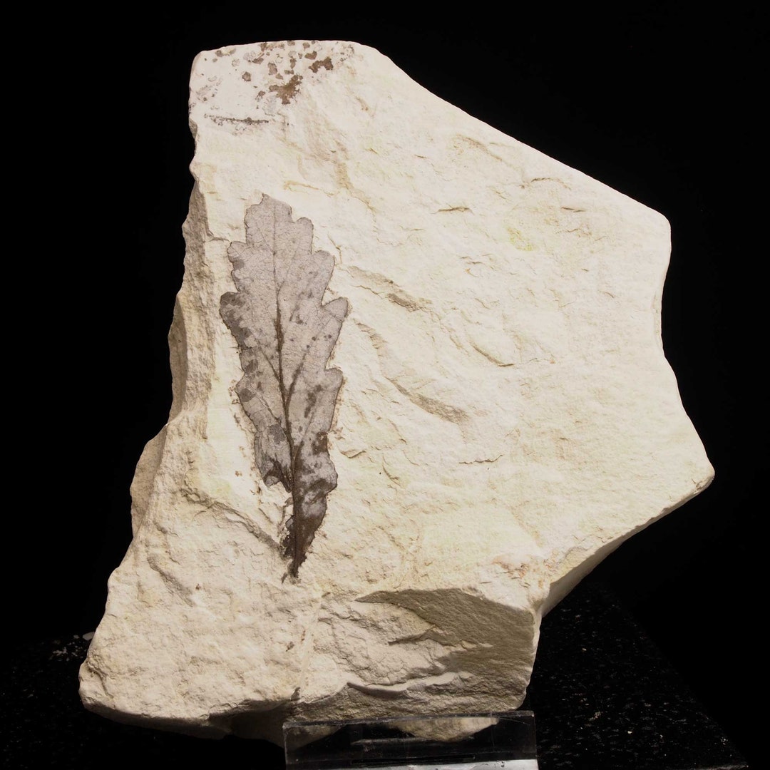 X PLANT FOSSIL, Age: Neogene, Miocene Erdőbénye, Zemplin Mountains ...