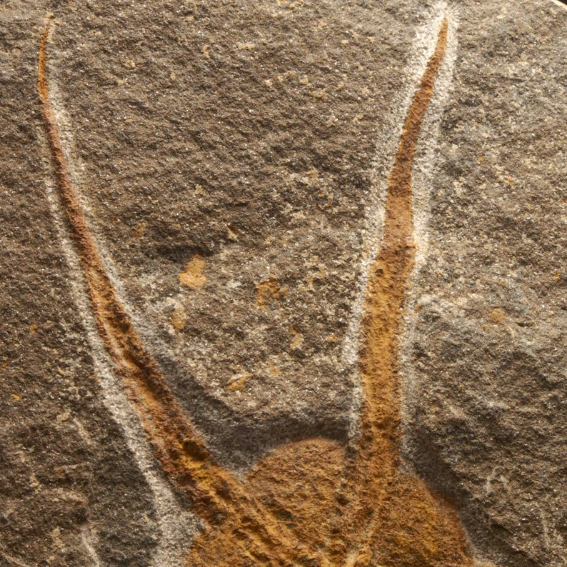 X BRITTLE STAR Age: Upper Ordovician, Katian Stage El Kaid Rami Morocco ...