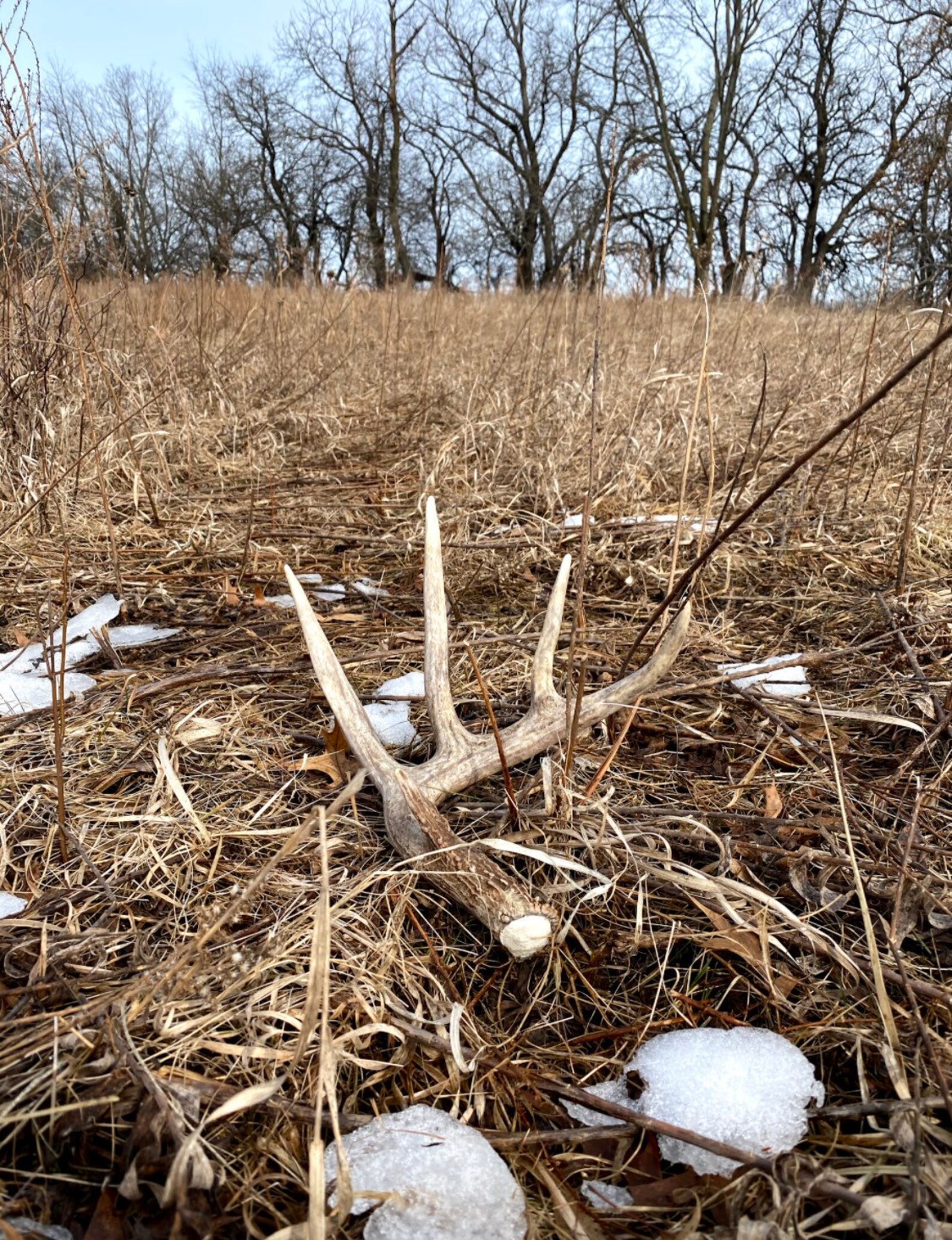 Large whole deer antler. Whole shed antler. Deer antler. Craft | Etsy