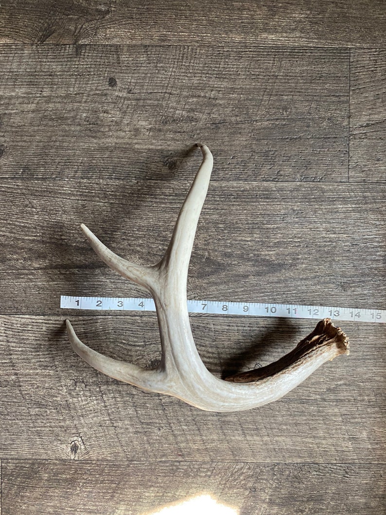 Medium Deer Antler. Craft Grade Antler. Deer Antler Shed. - Etsy
