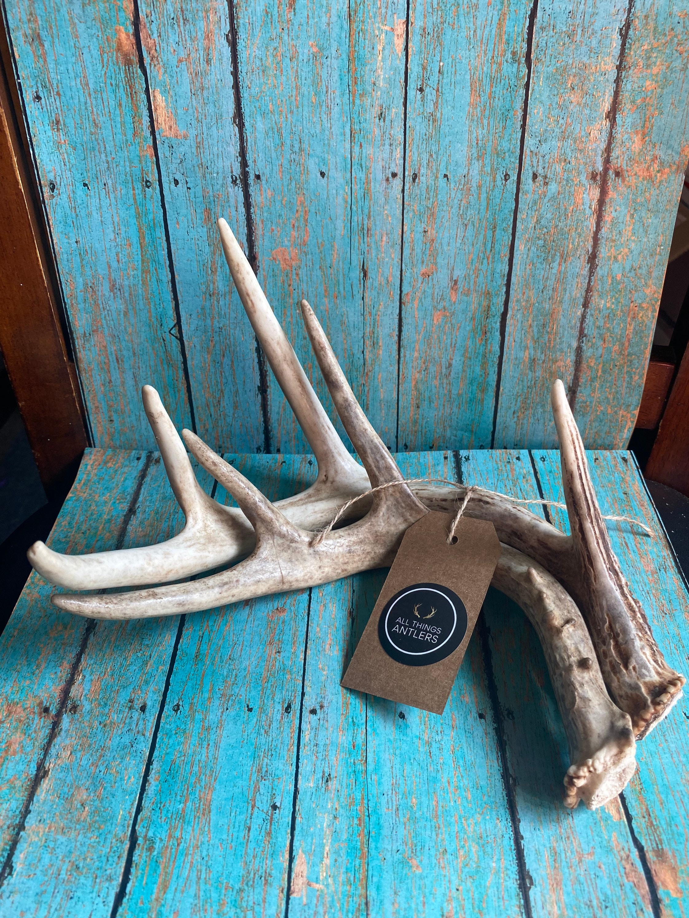 2 Pack Deer Antler. Craft Antler. Grade A Deer Antler. Shed - Etsy