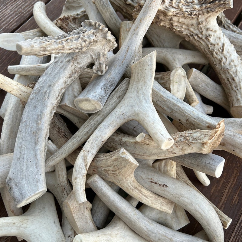 Elk Deer Antler Dog Chew - Etsy