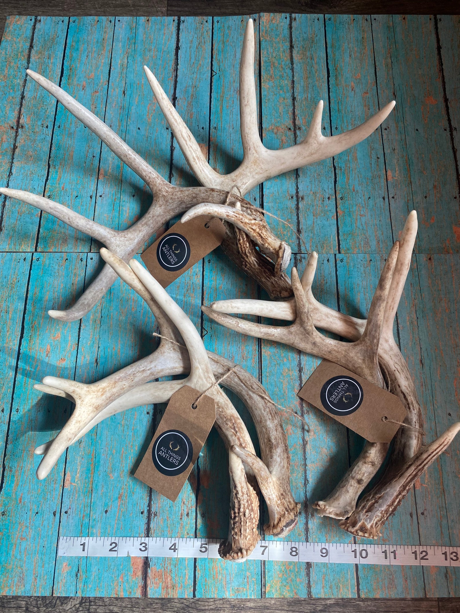 2 Pack Deer Antler. Craft Antler. Grade A Deer Antler. Shed Antlers - Etsy