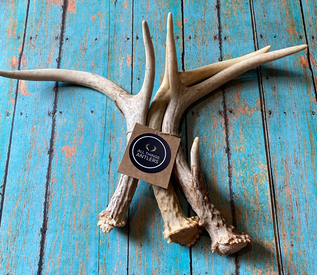 3 Grade A Deer Antlers: Extra Small Craft Antler Set. Dog Antler Chews ...