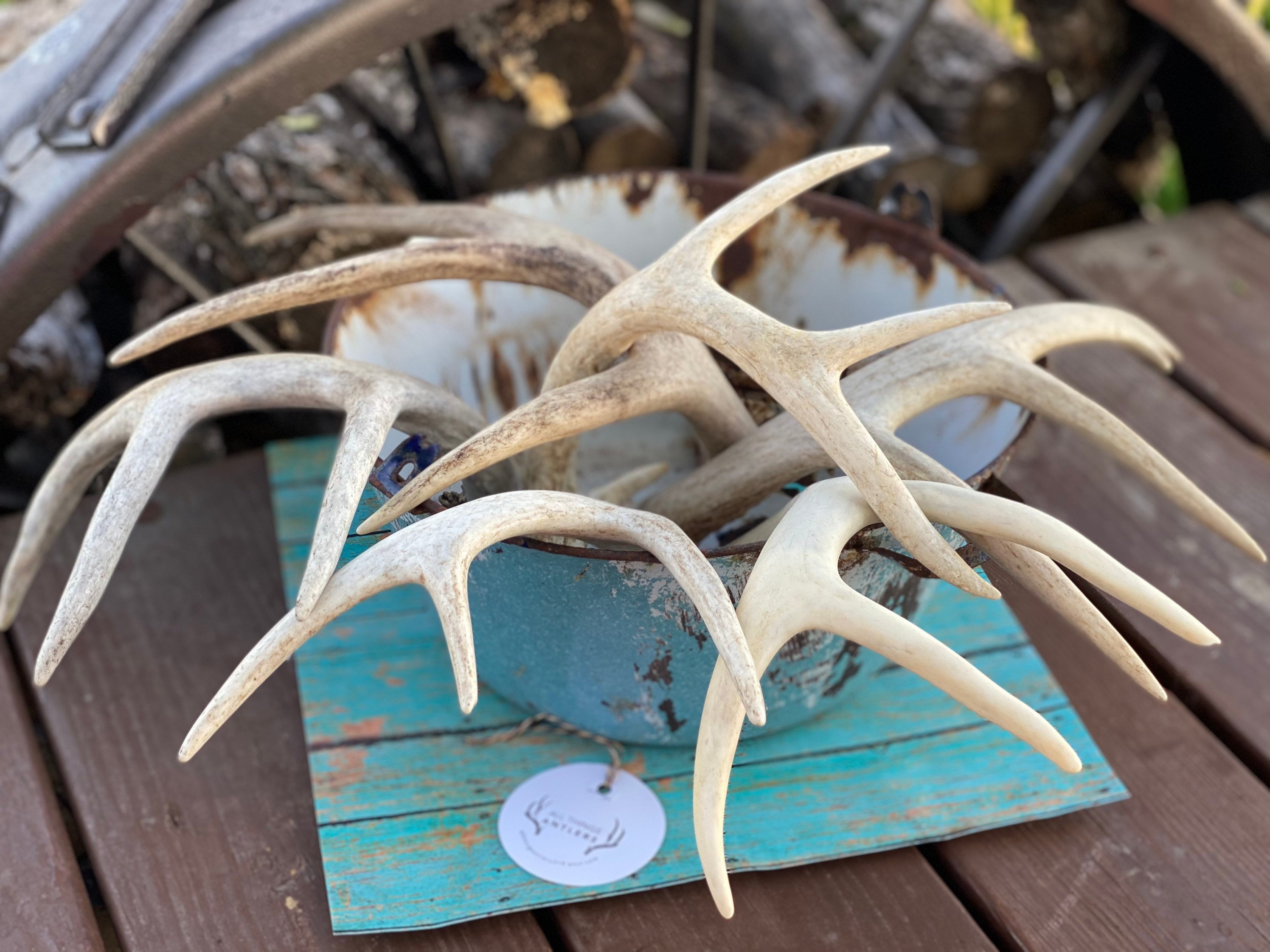 2 pack deer antler. Craft antler. Grade A deer antler. Shed | Etsy