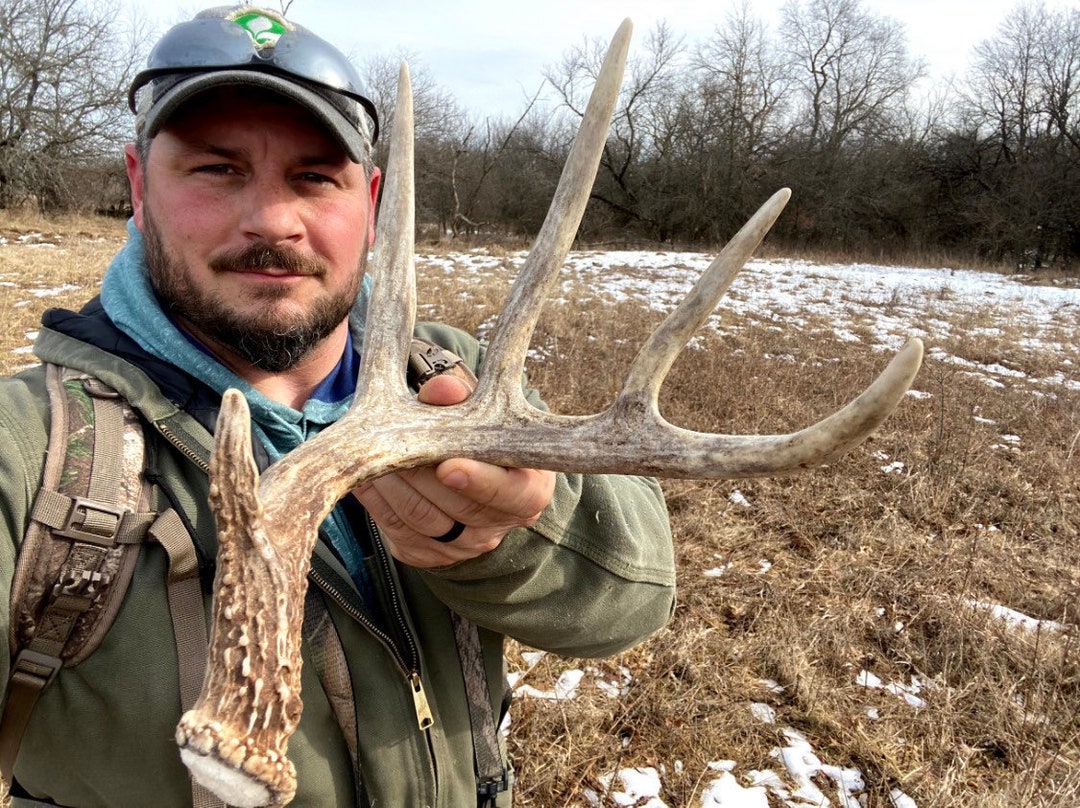 Large/x Large Whole Deer Antler. Whole Shed Antler. Deer Antler. Craft ...