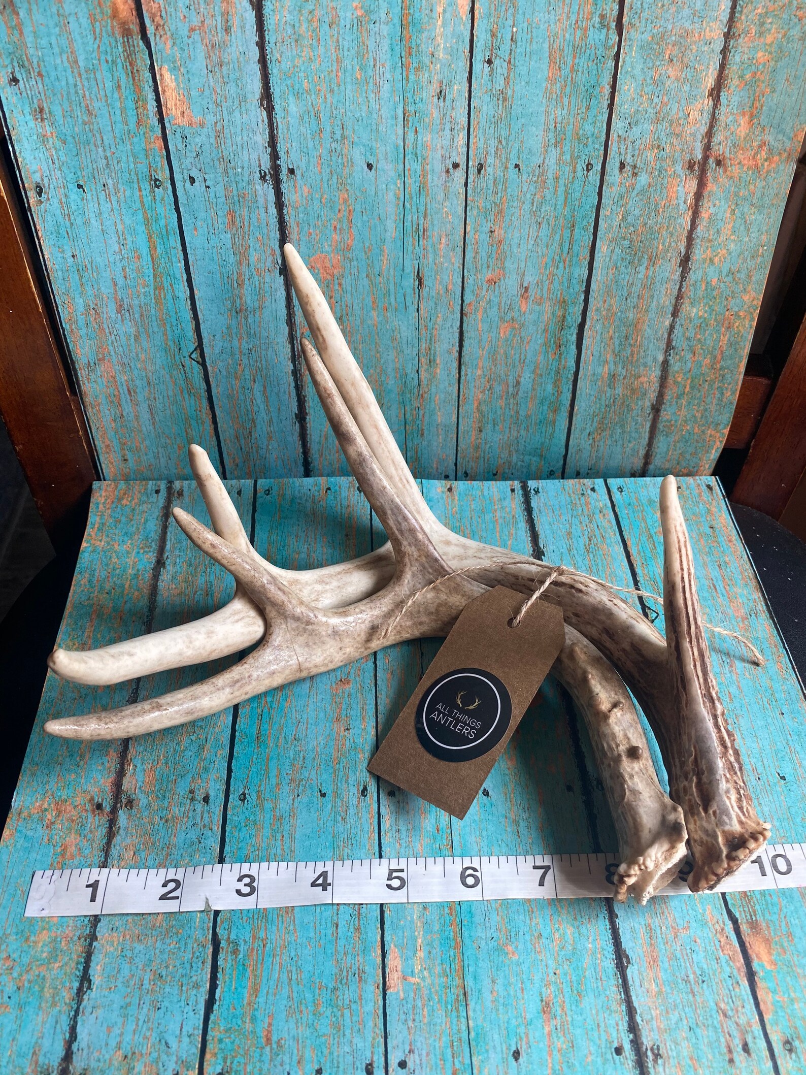 2 Pack Deer Antler. Craft Antler. Grade A Deer Antler. Shed Antlers - Etsy