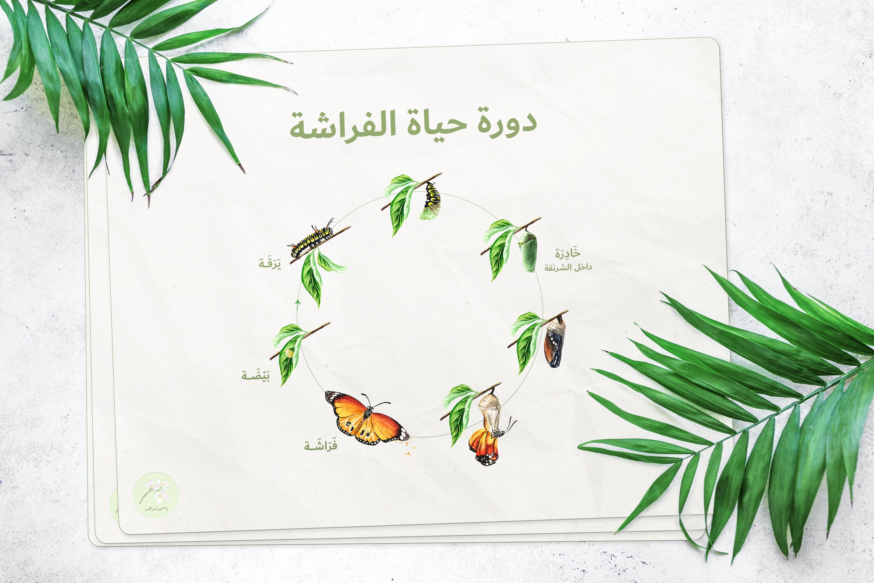 Monarch Butterfly Lifecycle Arabic Printable - Etsy