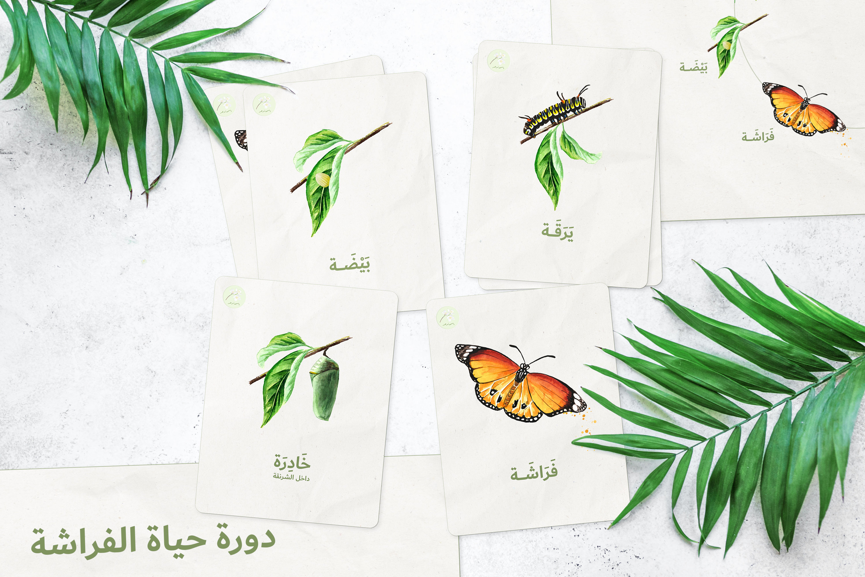 Monarch Butterfly Lifecycle Arabic Printable - Etsy