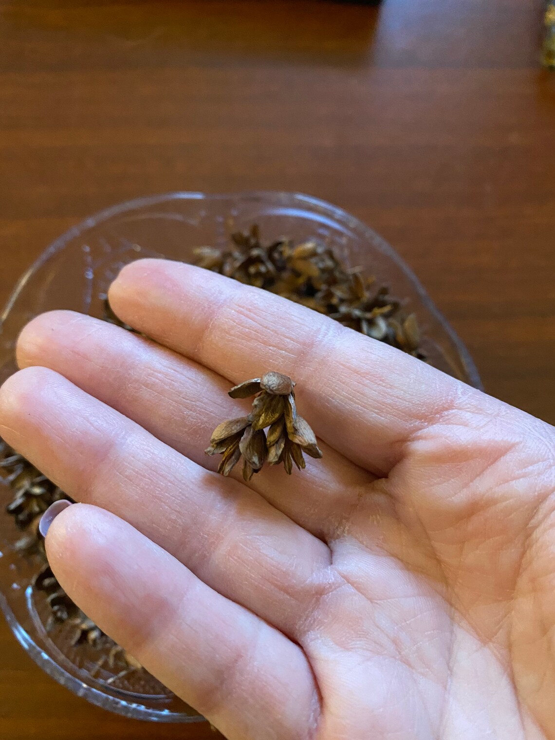 1 Cup of Mini Cedar Pine Cones - Etsy