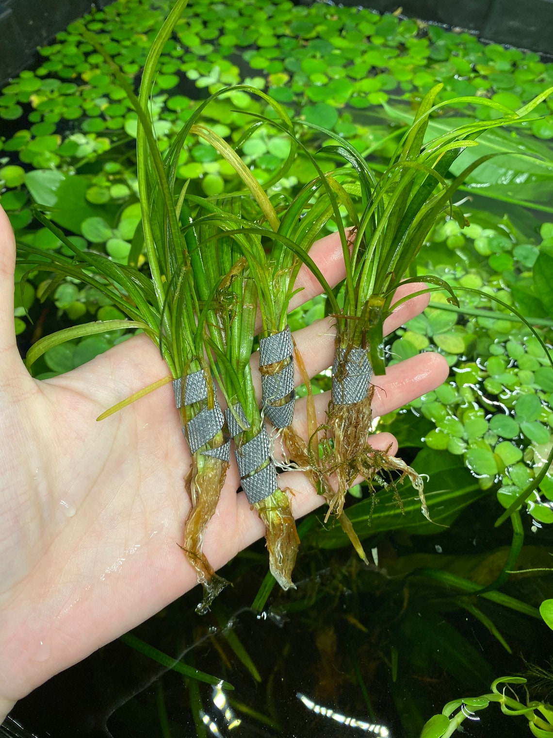 Buy 2 Get 1 FREE Dwarf Sagittaria Subulata // Dwarf Sag // | Etsy Singapore
