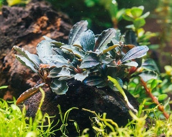 Live Aquarium Plants - Etsy