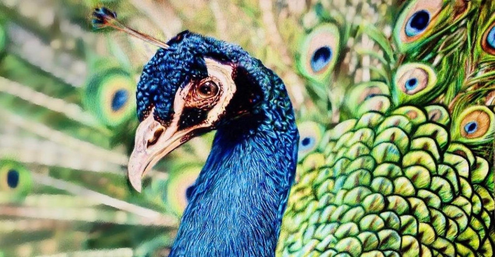 Peacock Colorful Realistic Drawing - Etsy