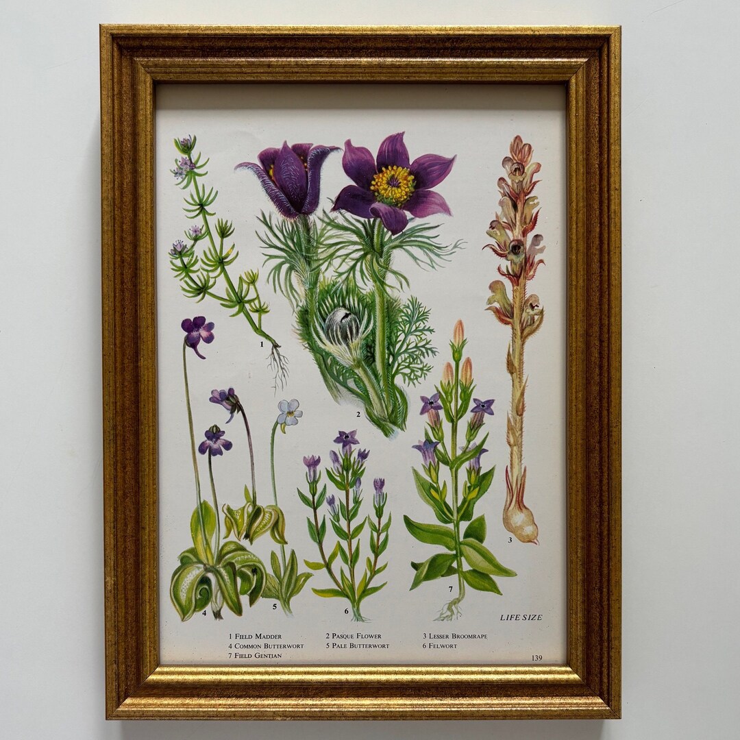 Framed Vintage Bookplate Botanical Floral Flower Small Original Gilt ...
