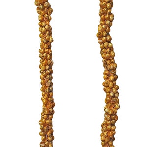 Hawaii Wedding Mongo Shells With Kukui Nut Lei Necklace - Etsy