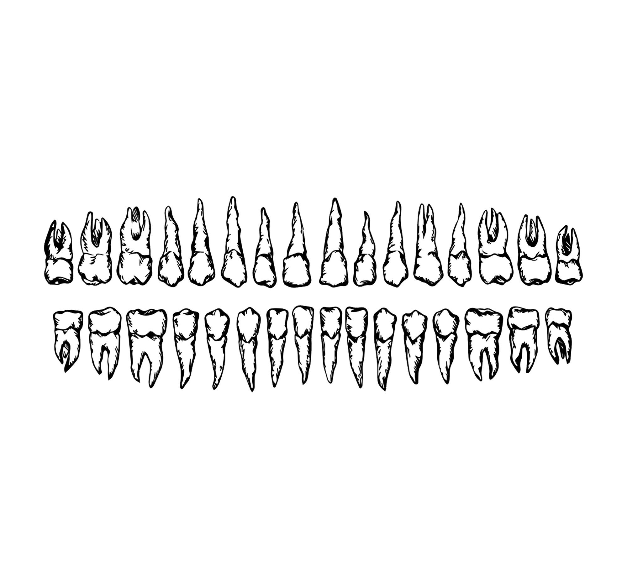 Dental Teeth Digital Download SVG - Etsy