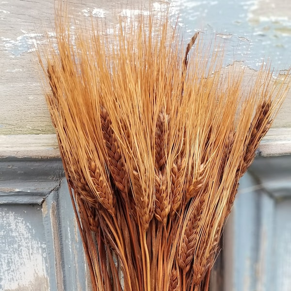 Dried Wheat - Etsy