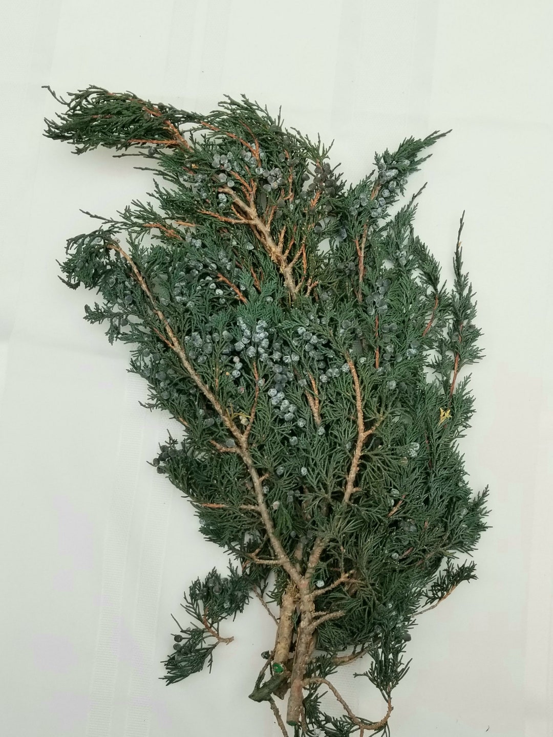 Preserved Juniper, Juniper Leaves, Juniper Garland, Preserved Greens ...