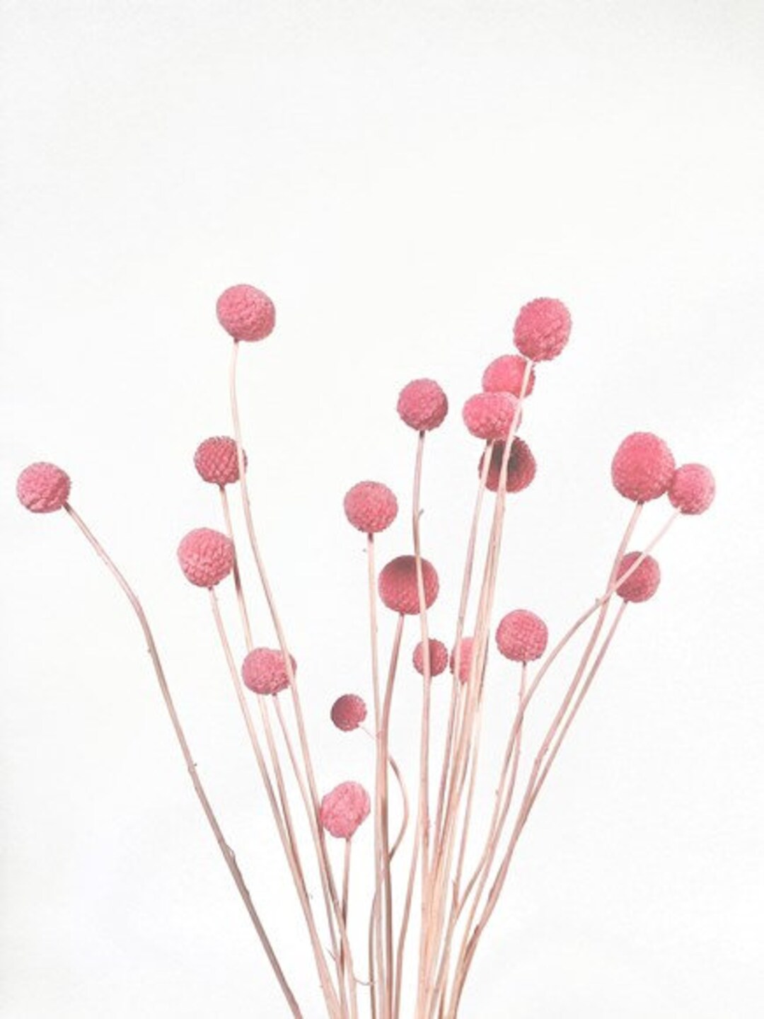 16" Light Pink Billy Buttons, Pink Dried Craspedia, Pink Billy Balls ...
