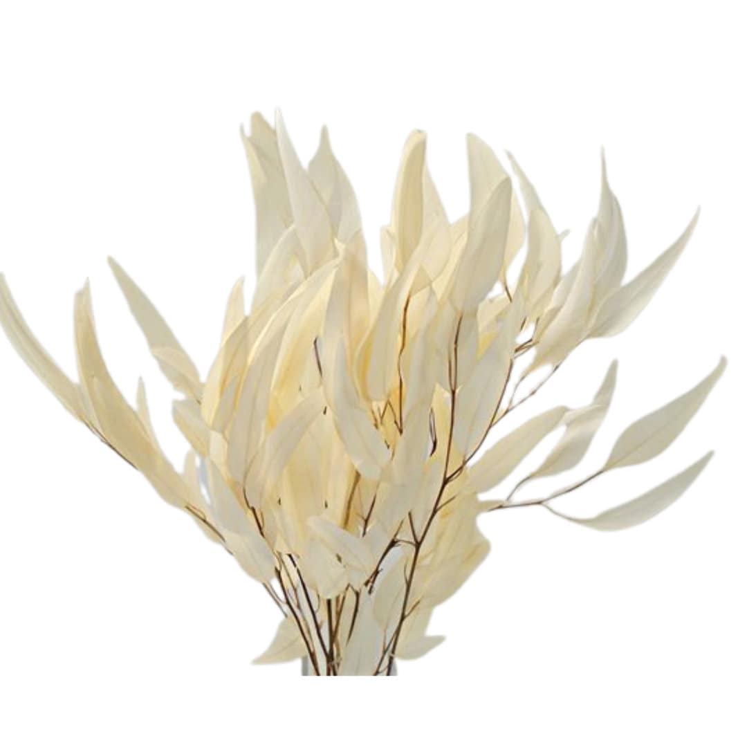 Preserved Bleached Willow Eucalyptus Leaves, Eucalyptus, Preserved ...