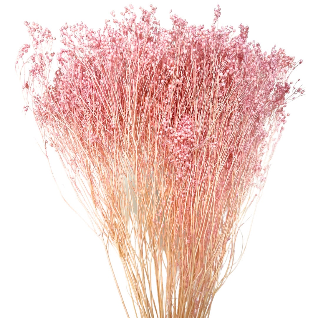 17" Light Pink Broom Bloom, Dried Broom Bloom, Spring Flowers, Easter ...