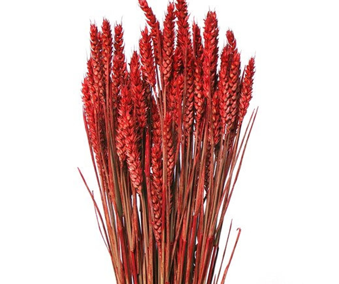 Dried Red Wheat, Dried Wheat, Dried Flowers, Dried Grass, Natural Decor ...