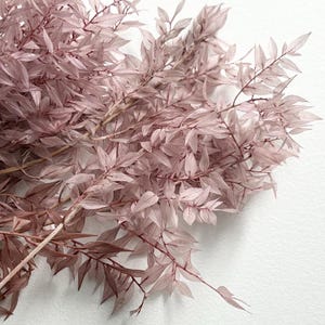 Preserved Dusty Rose Ruscus, Pink Italian Ruscus, Preserved Greenery ...
