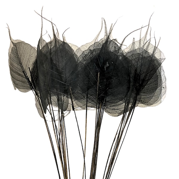 Dried Skeleton Flowers - Etsy