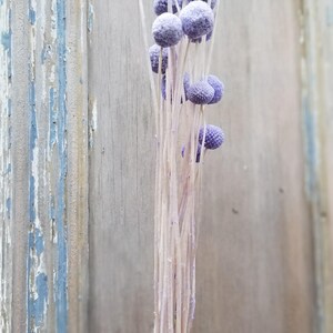 20 Pcs 16"-20" Lilac Billy Buttons, Purple Dried Craspedia, Billy Balls ...