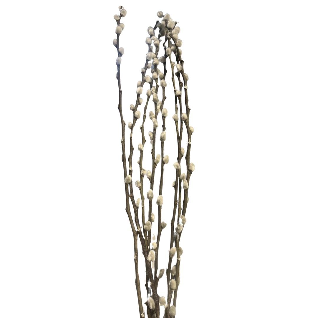 White Pussy Willow, Pussy Willow Stems, Spring Branches, Spring Flower ...