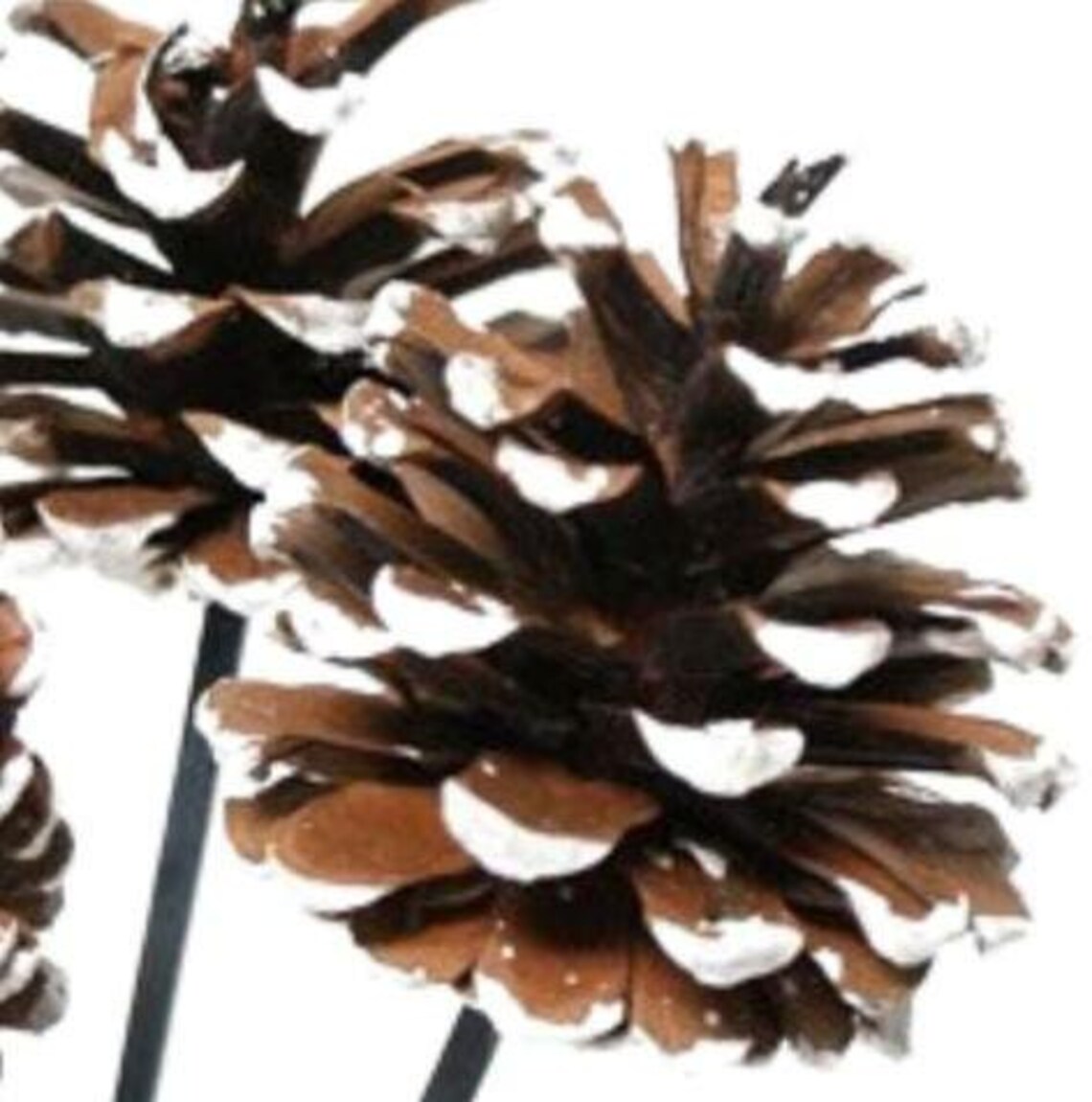 100 Pine Cones on Stem, Pines Cones, Urn Planters, Seasonal Picks ...