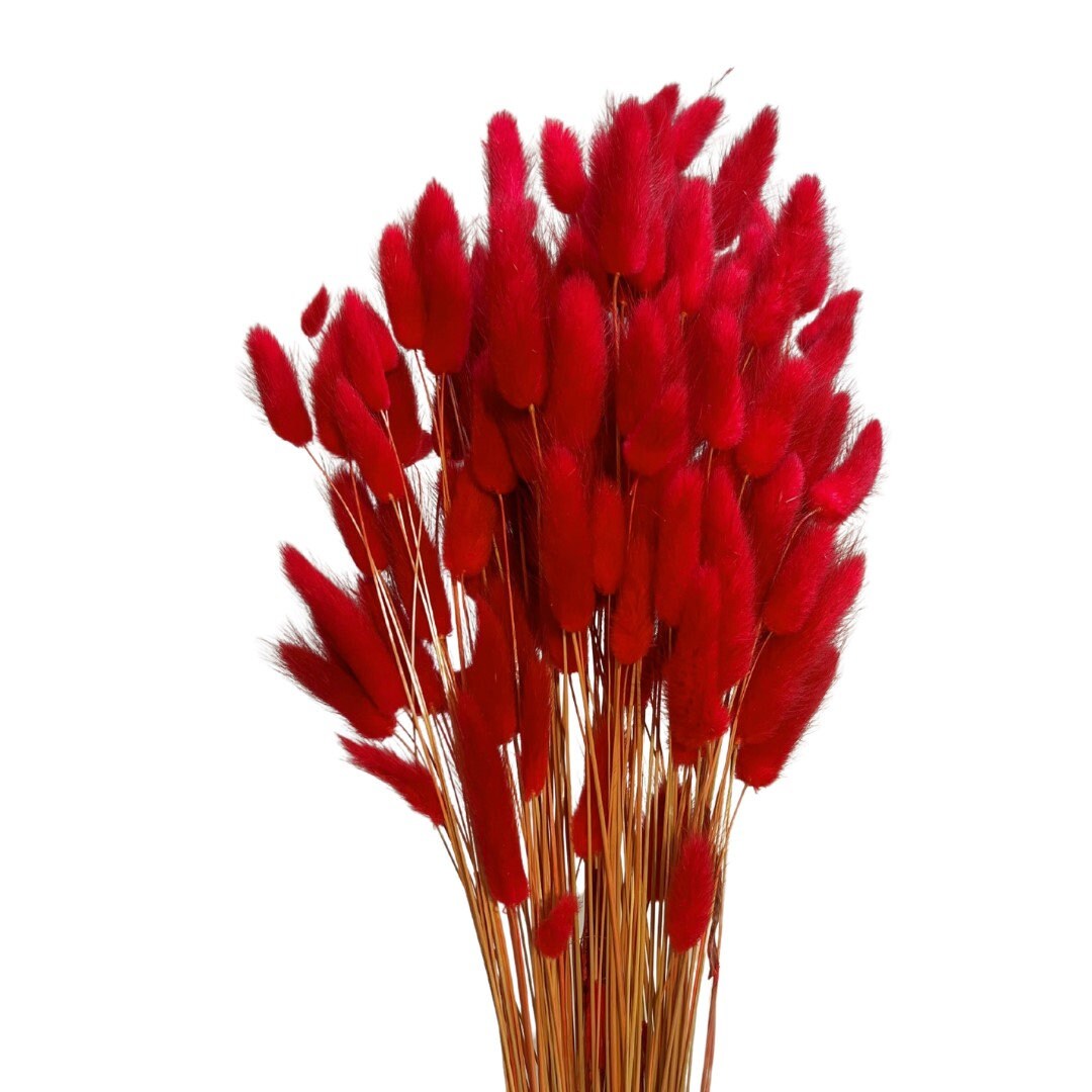 Red Bunny Tails 16", Red Lagurus Flowers, Dried Flowers, Valentines Day Flowers, Easter ...