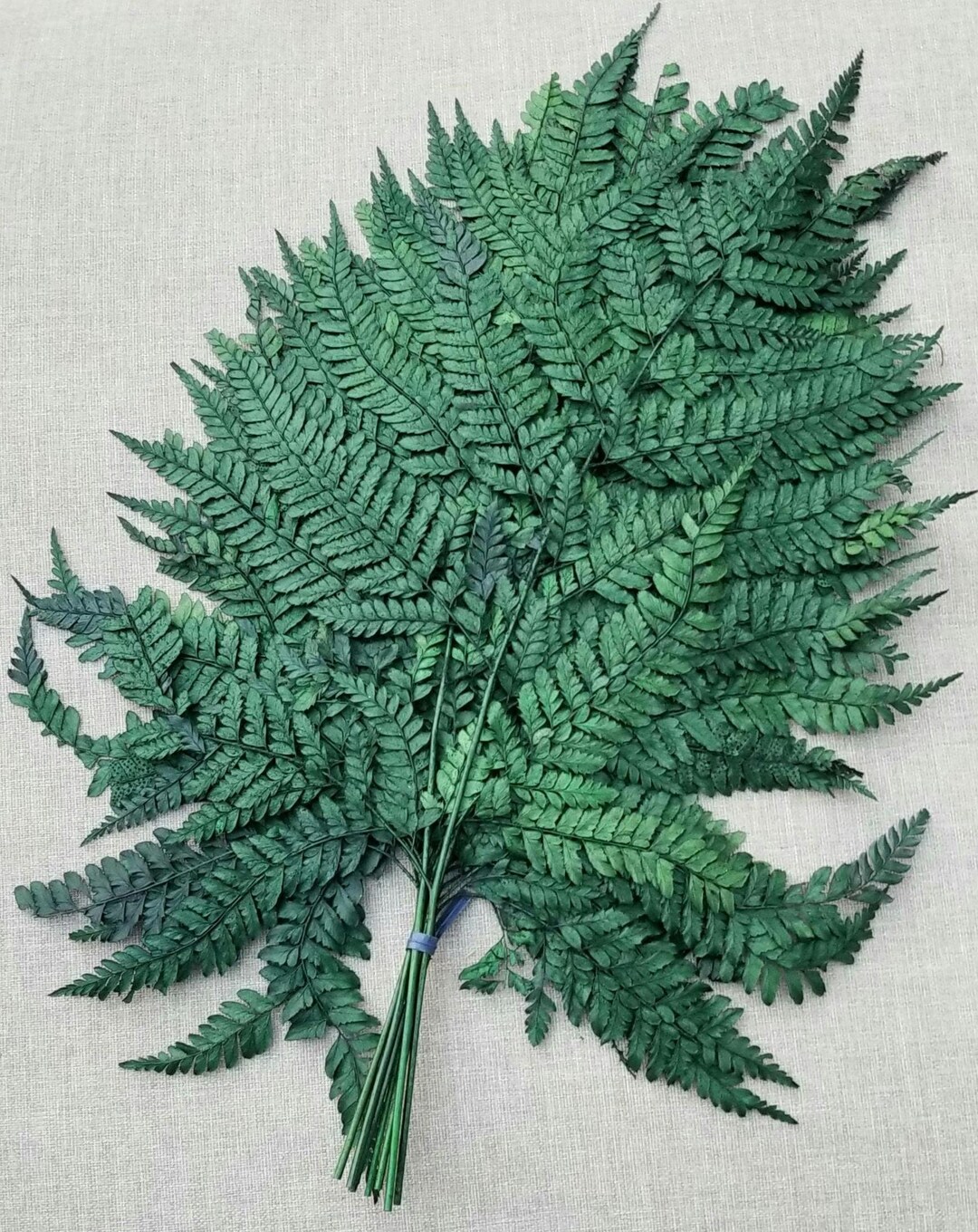 Preserved Fern Leaves, Leather Fern, Natural Greenery, Dried Florals ...