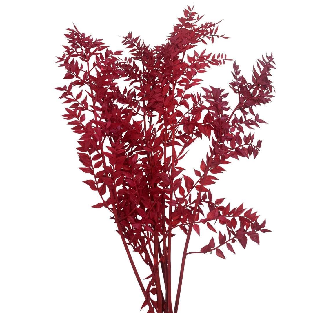 Preserved Ruscus, Red Ruscus, Preserved Greenery, Vase Filler, Vase ...