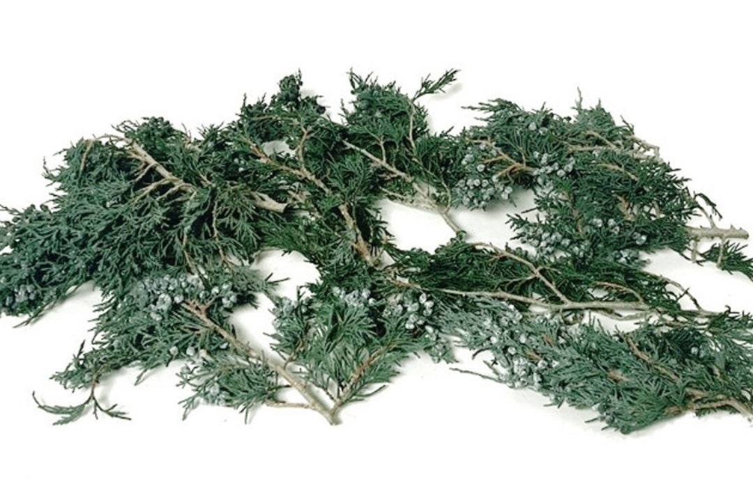 Preserved Juniper, Preserved Evergreens, Juniper Pieces, Greenery for ...