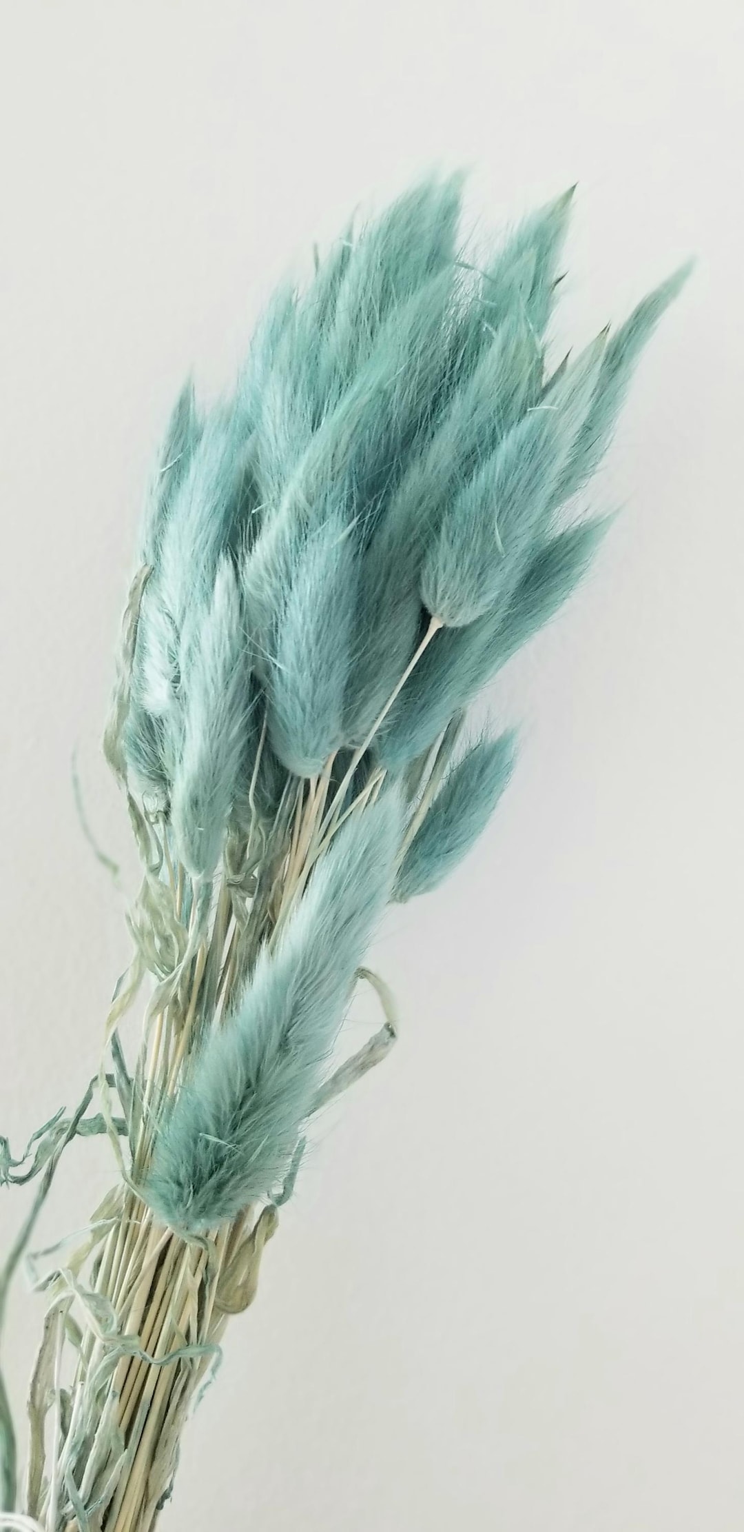 Blue Bunny Tails, Blue Lagurus Flowers, Dried Flowers, Dried Laragus ...